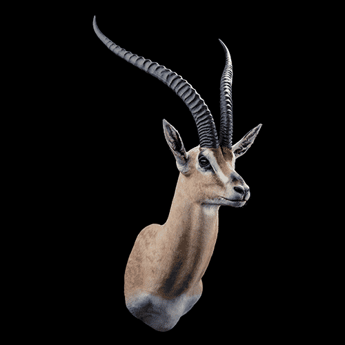 GAZELLE Taxidermy South Africa - Life-form Taxidermy
