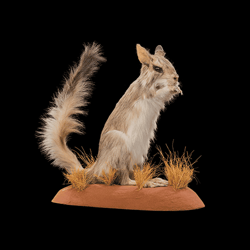 SPRINGHARE Taxidermy South Africa - Life-form Taxidermy