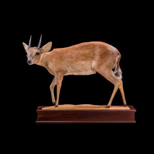 SUNI Taxidermy South Africa - Life-form Taxidermy