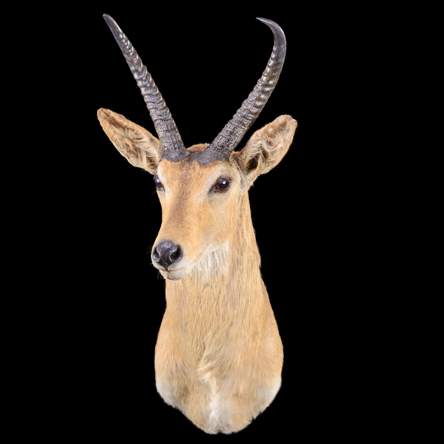 REEDBUCK Taxidermy South Africa | Get REEDBUCK Trophy Quote