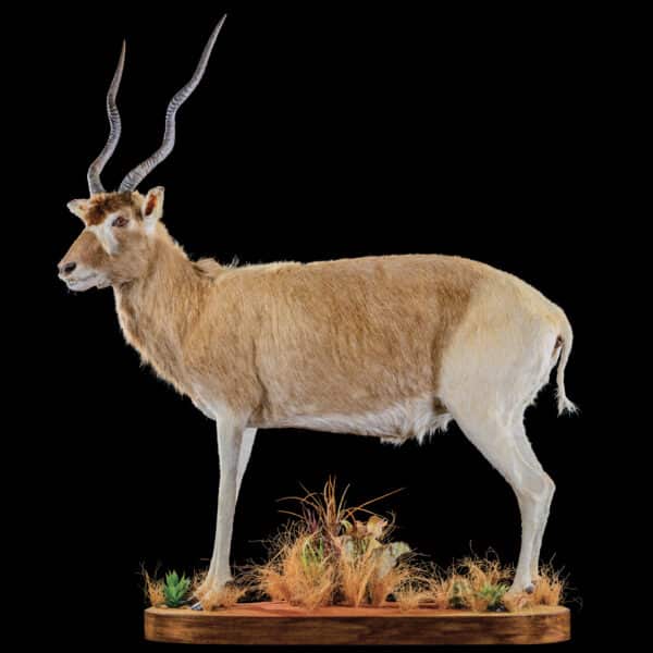 ADDAX Taxidermy South Africa | Get ADDAX Trophy Quote