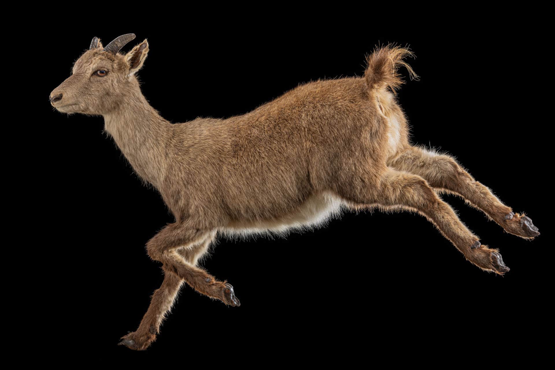 IBEX Taxidermy South Africa | Get IBEX Trophy Quote