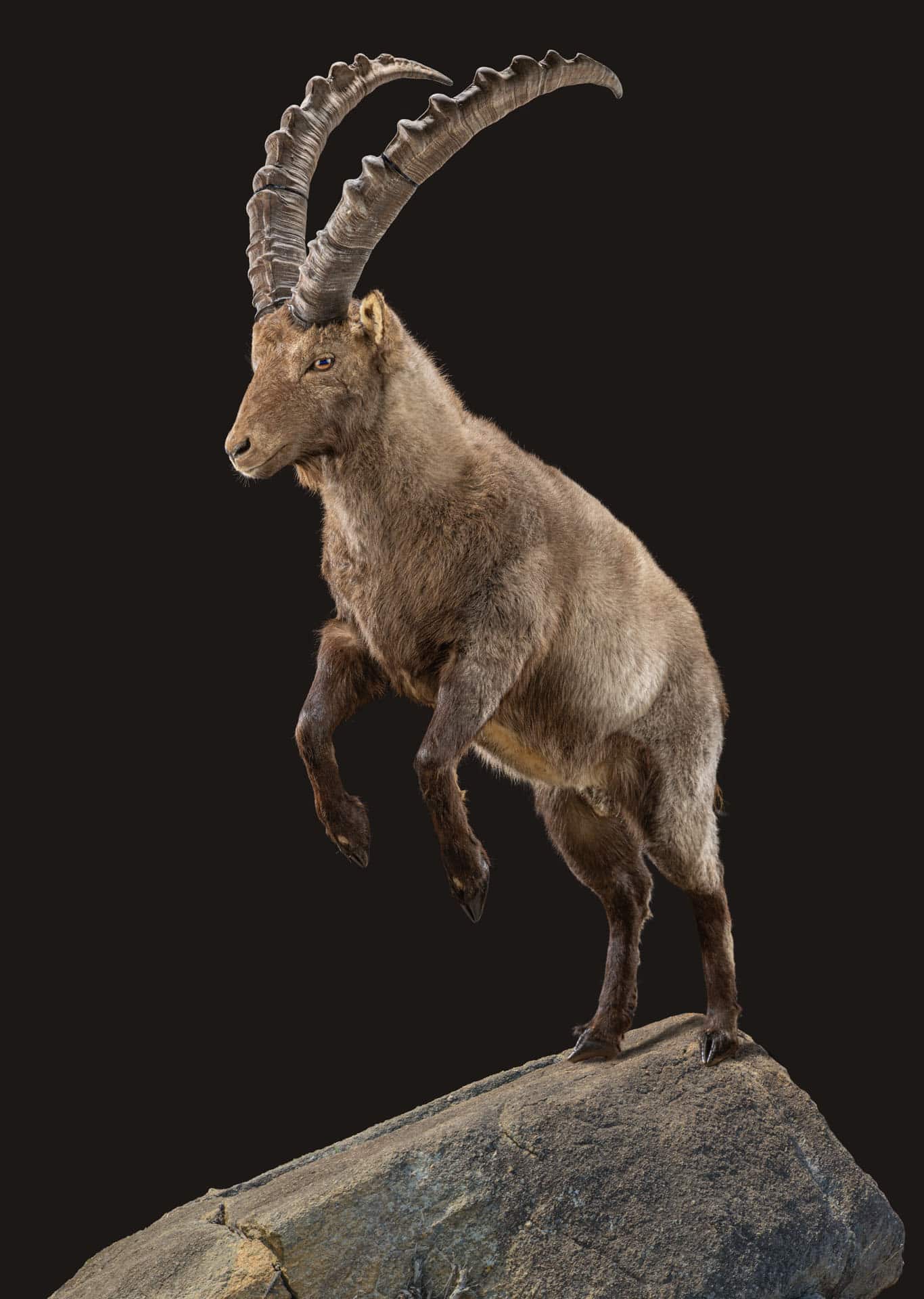 IBEX Taxidermy South Africa | Get IBEX Trophy Quote