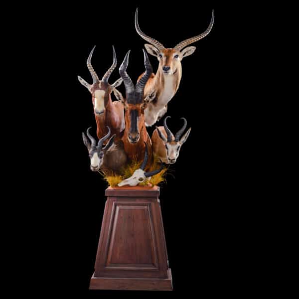 REEDBUCK Taxidermy South Africa | Get REEDBUCK Trophy Quote