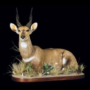 CAMEL Taxidermy South Africa - Life-form Taxidermy