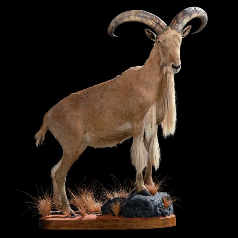 Gallery | View Our Products | Life-Form Taxidermy Collection