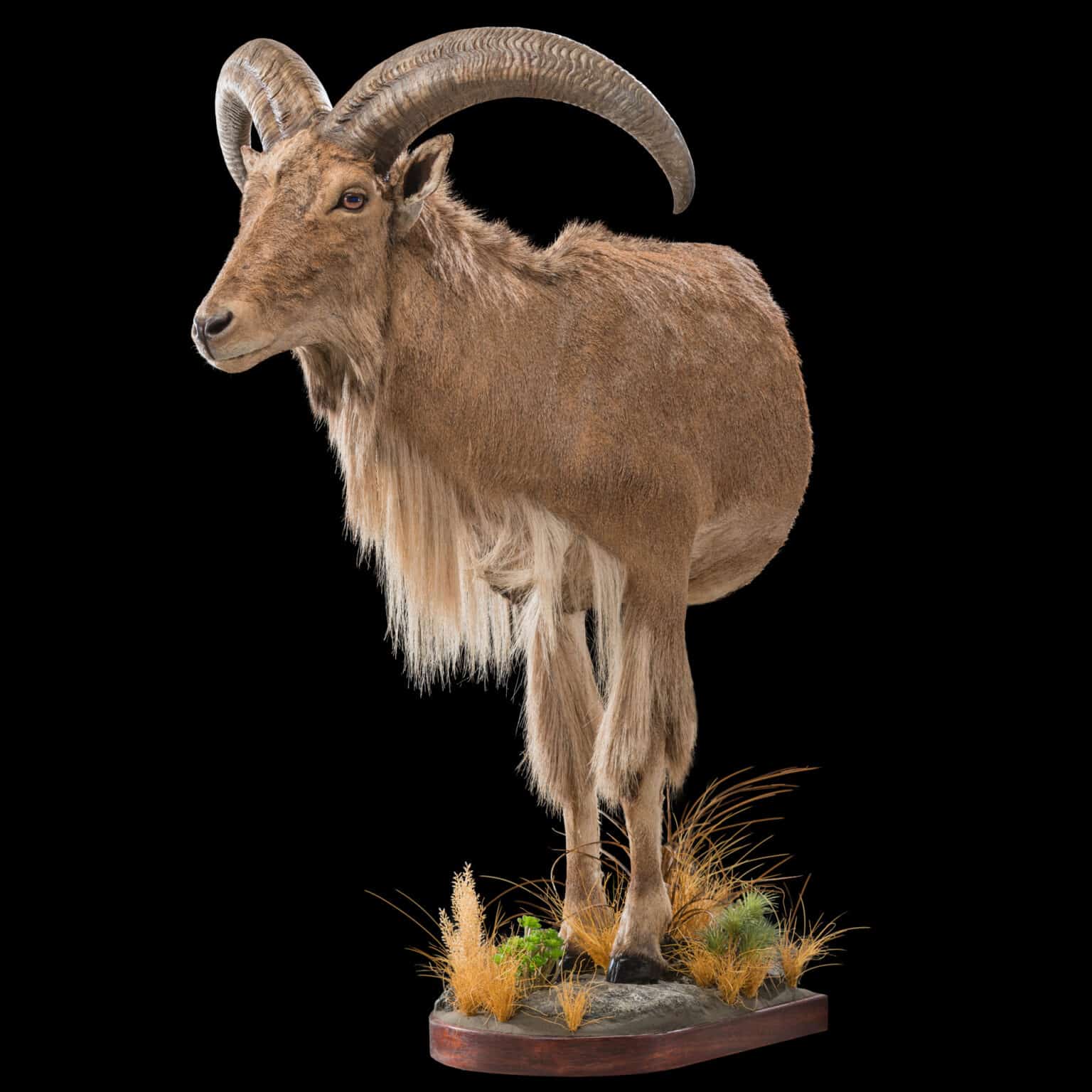 SHEEP Taxidermy South Africa | Get SHEEP Trophy Quote