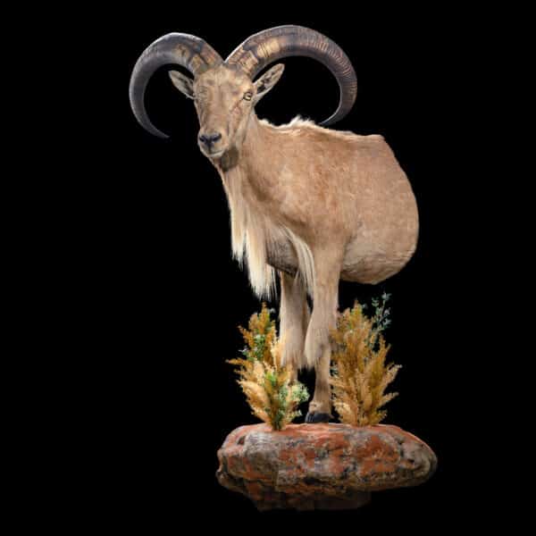SHEEP Taxidermy South Africa | Get SHEEP Trophy Quote