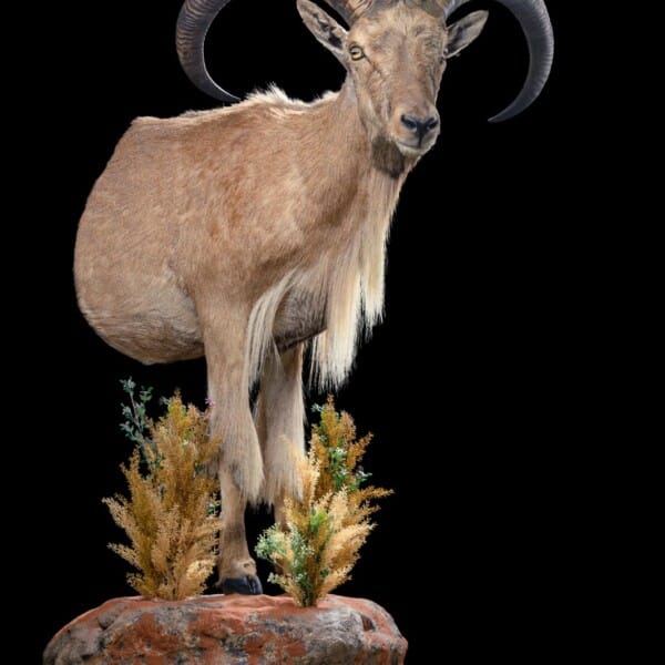 Gallery | View Our Products | Life-Form Taxidermy Collection