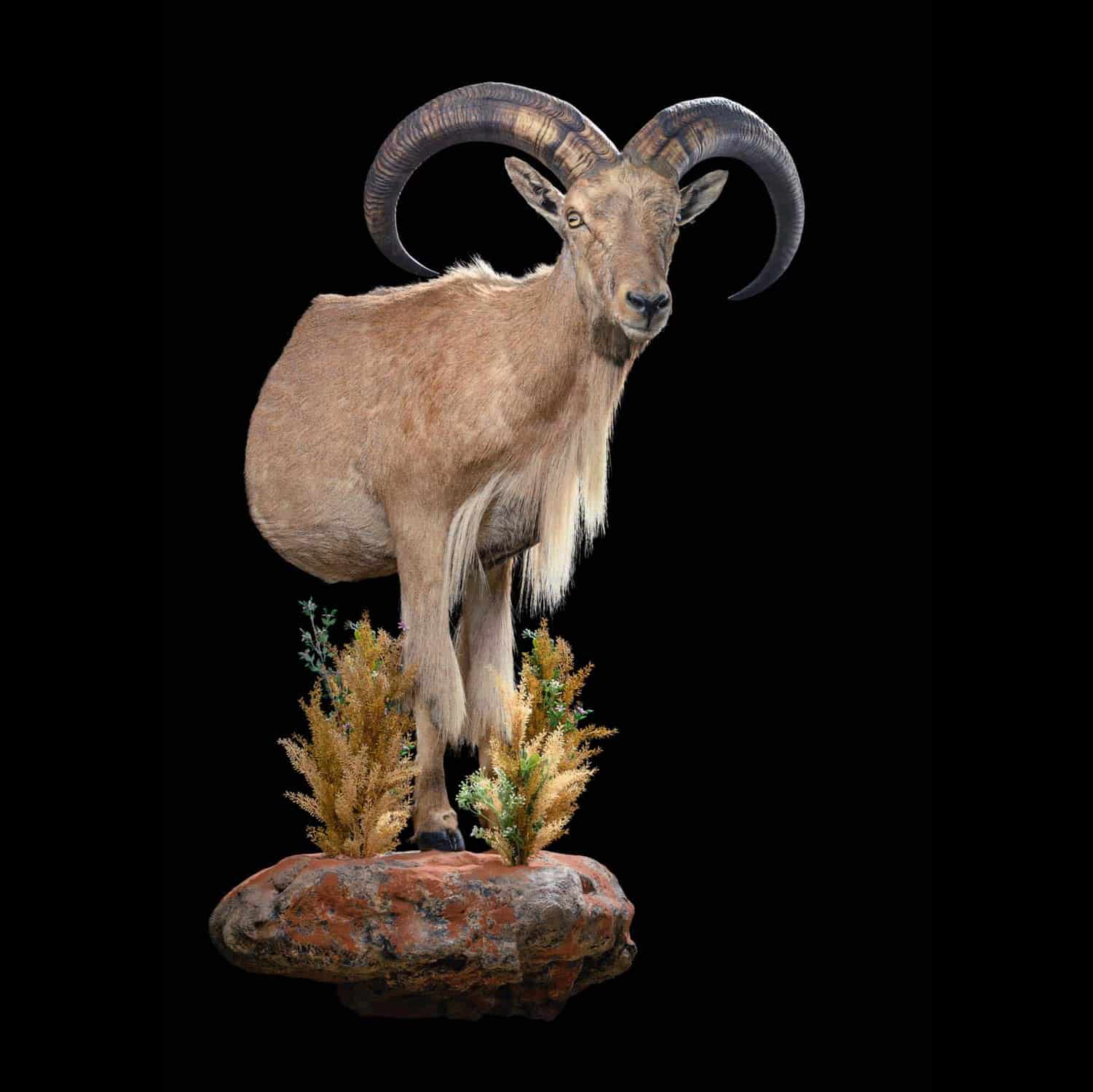 Gallery | View Our Products | Life-Form Taxidermy Collection
