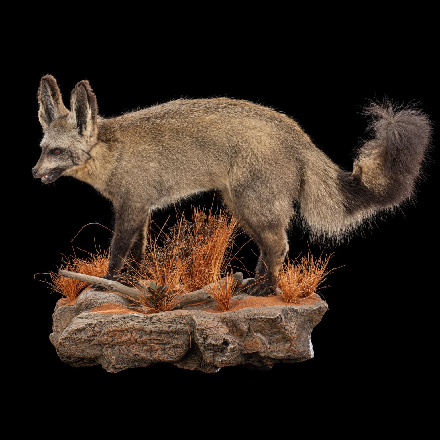 Gallery | View Our Products | Life-Form Taxidermy Collection