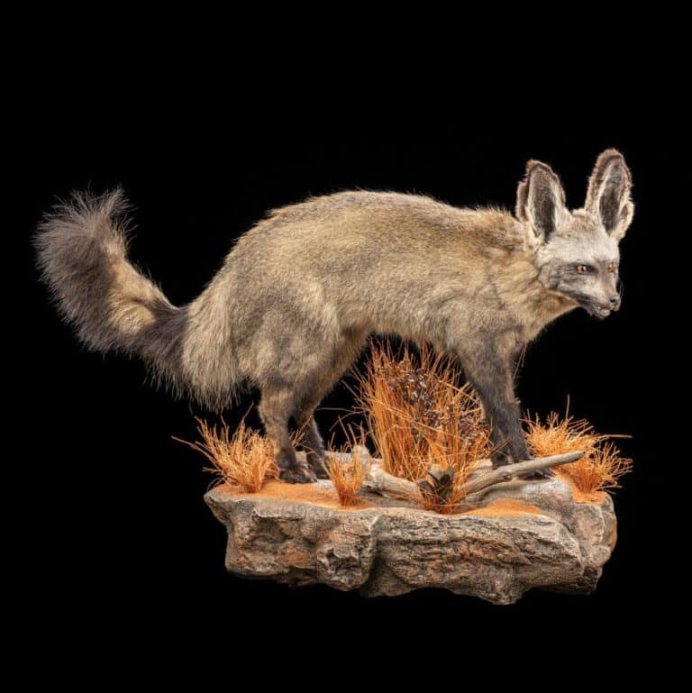 Gallery | View Our Products | Life-Form Taxidermy Collection