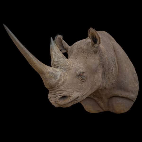 RHINO Taxidermy South Africa | Get RHINO Trophy Quote
