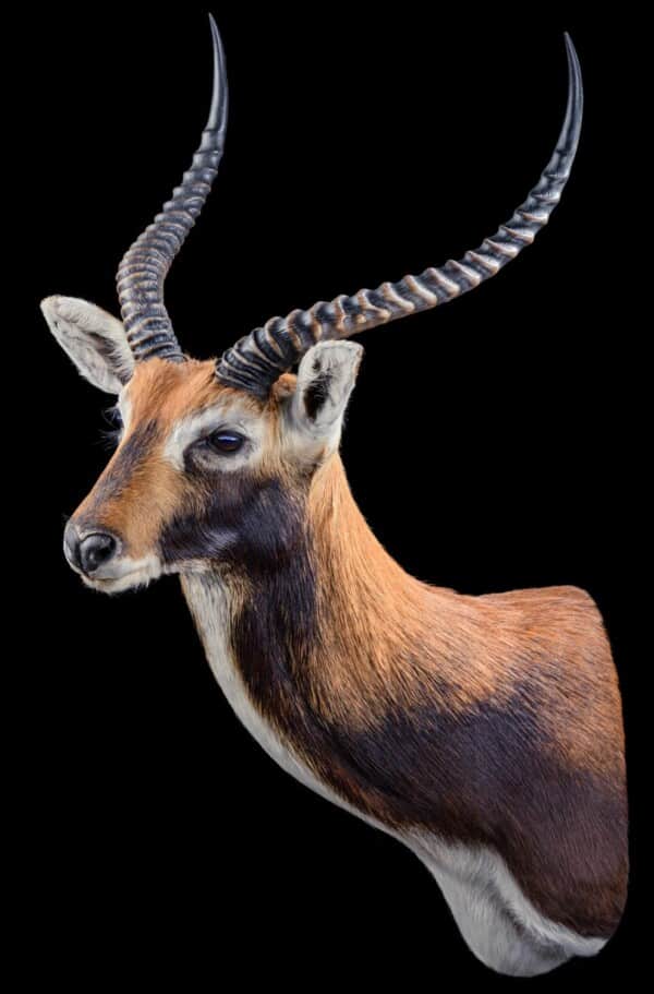 LECHWE Taxidermy South Africa | Get LECHWE Trophy Quote