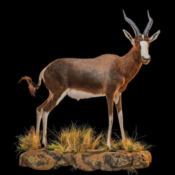 Gallery | View Our Products | Life-Form Taxidermy Collection