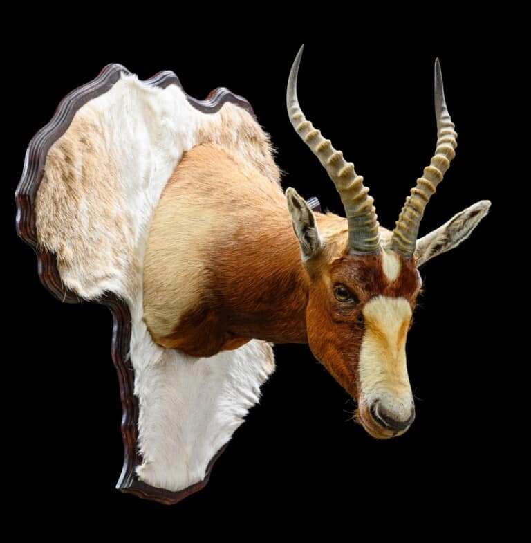 Best BLESBUCK Taxidermy South Africa | BLESBUCK Trophy Quote