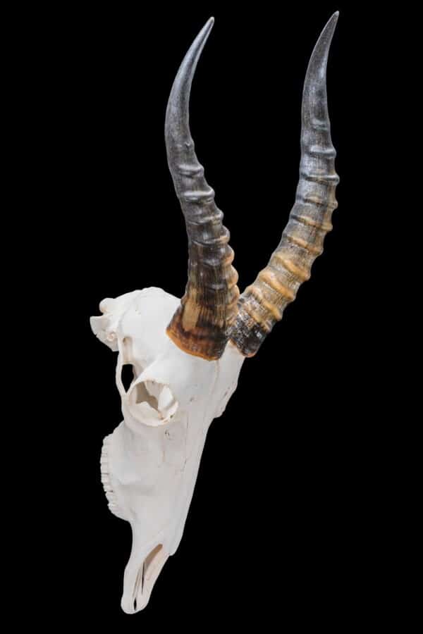 Best BLESBUCK Taxidermy South Africa | BLESBUCK Trophy Quote