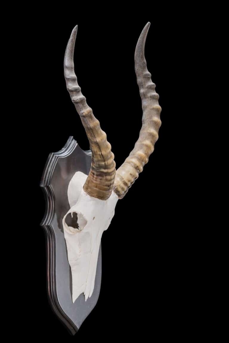 Best BLESBUCK Taxidermy South Africa | BLESBUCK Trophy Quote