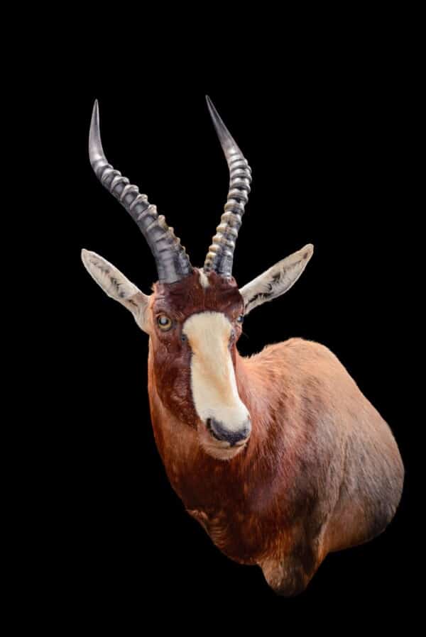 Best BLESBUCK Taxidermy South Africa | BLESBUCK Trophy Quote
