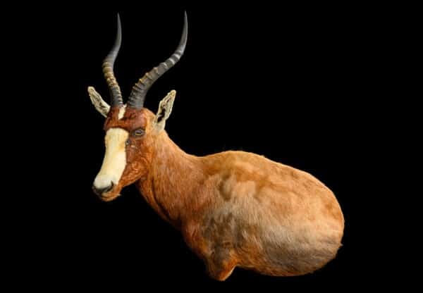 Best BLESBUCK Taxidermy South Africa | BLESBUCK Trophy Quote