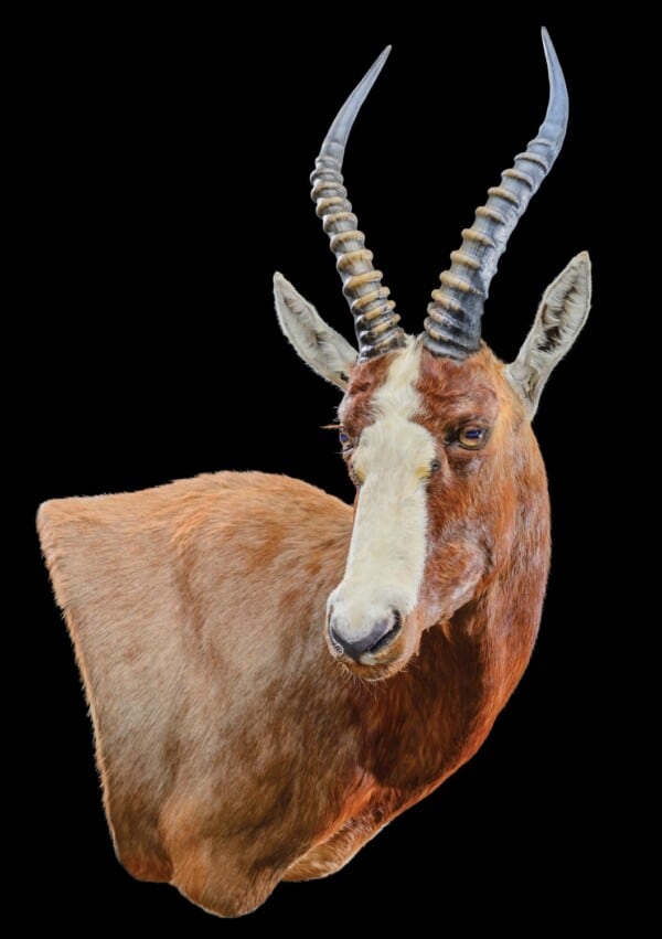Best BLESBUCK Taxidermy South Africa | BLESBUCK Trophy Quote