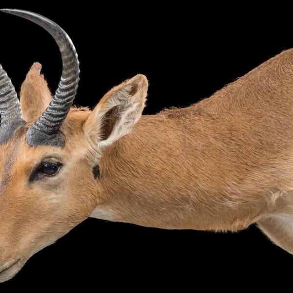REEDBUCK Taxidermy South Africa | Get REEDBUCK Trophy Quote