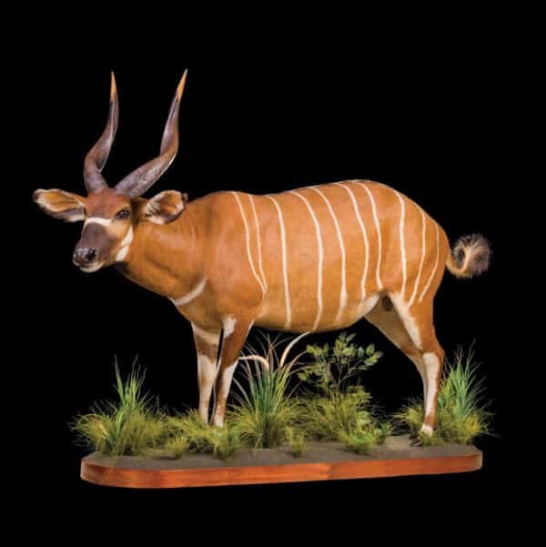 Gallery | View Our Products | Life-Form Taxidermy Collection