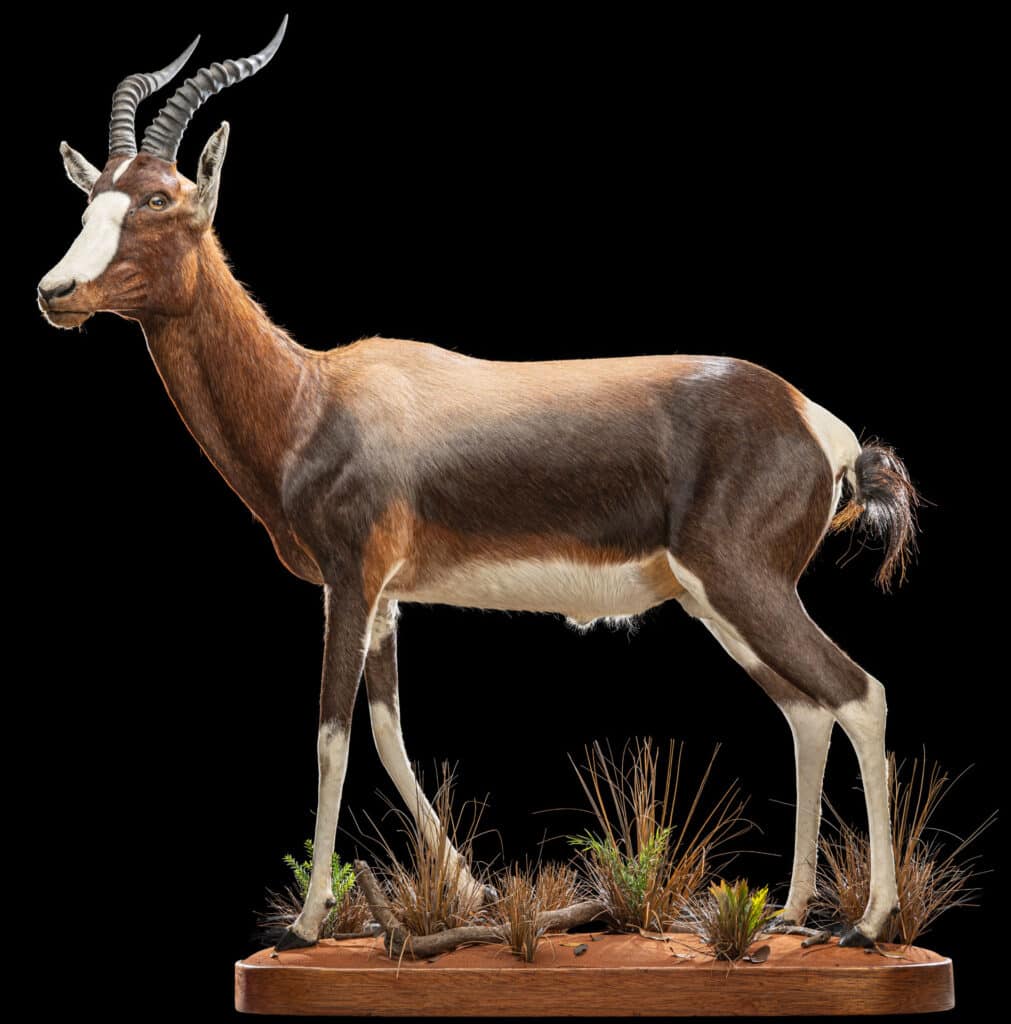 Best BONTEBOK Taxidermy South Africa | BONTEBOK Trophy Quote