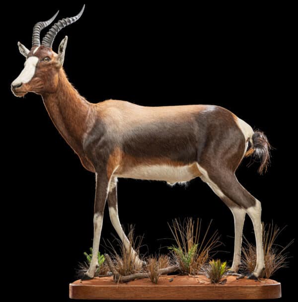 Best BONTEBOK Taxidermy South Africa | BONTEBOK Trophy Quote