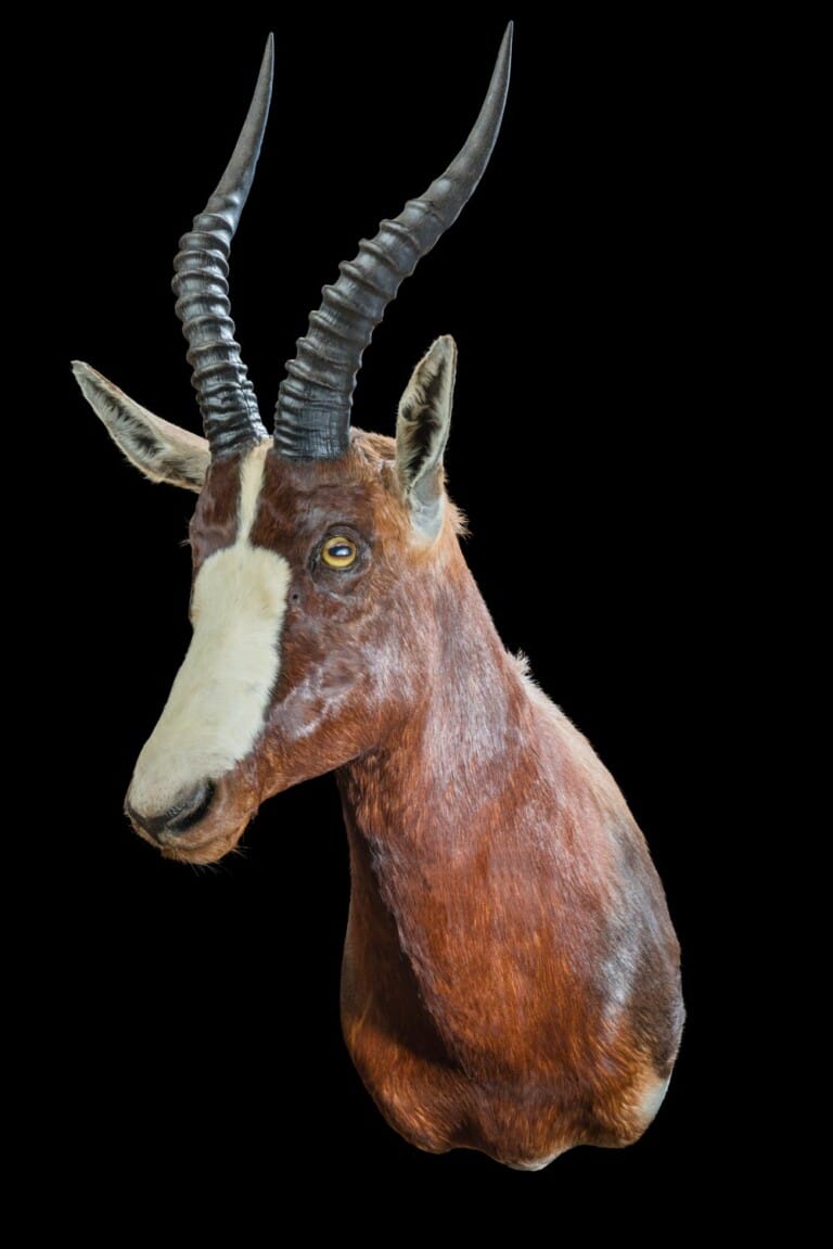 Best BONTEBOK Taxidermy South Africa | BONTEBOK Trophy Quote