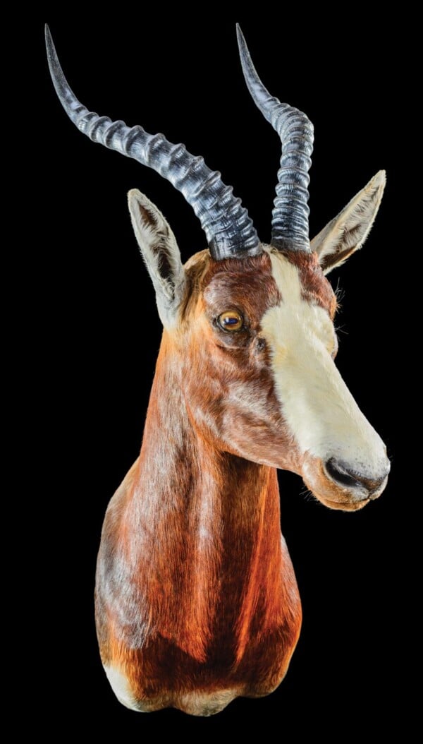Best BONTEBOK Taxidermy South Africa | BONTEBOK Trophy Quote