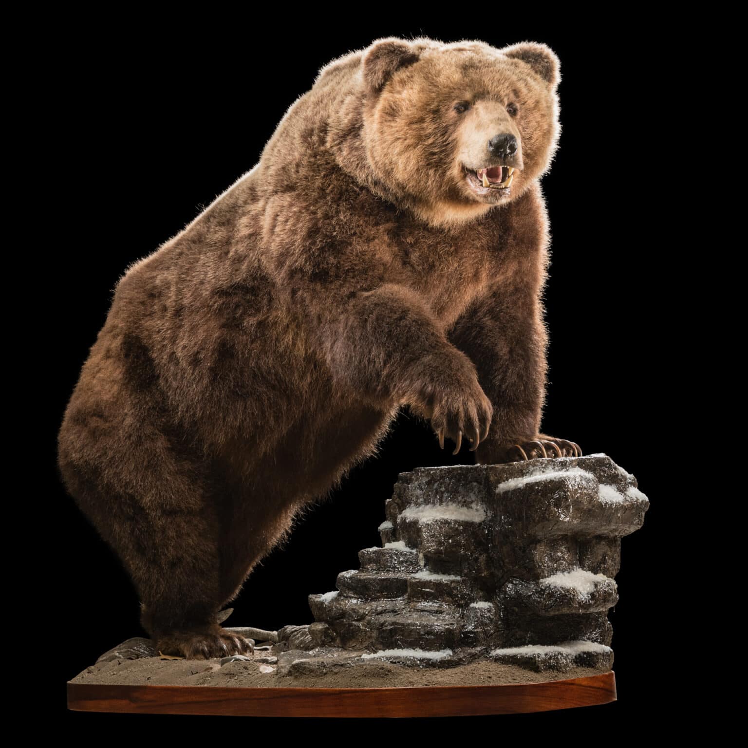 Gallery | View Our Products | Life-Form Taxidermy Collection