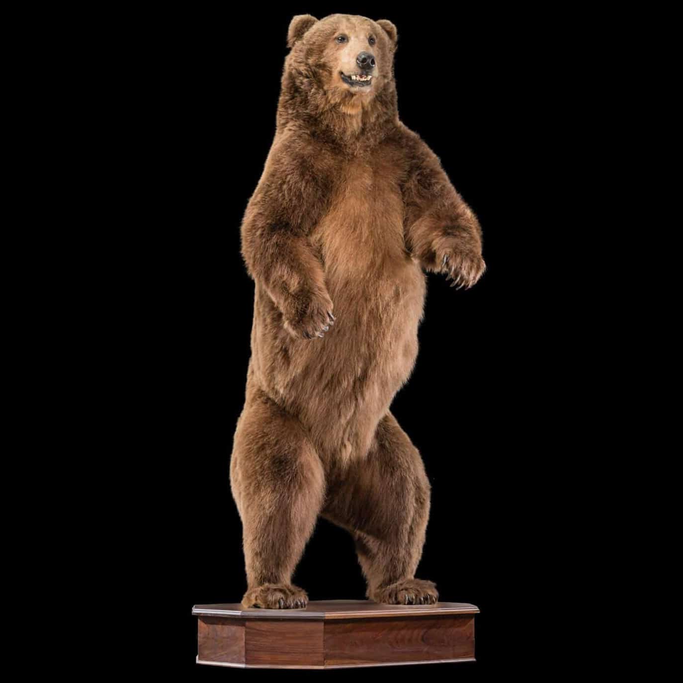 BEAR Taxidermy South Africa | Get BEAR Trophy Quote