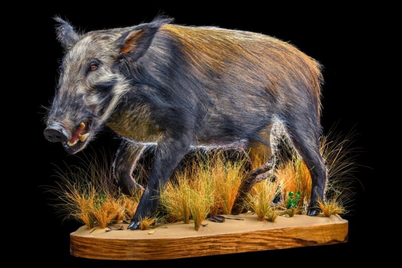 Best BUSHPIG Taxidermy South Africa | BUSHPIG Trophy Quote