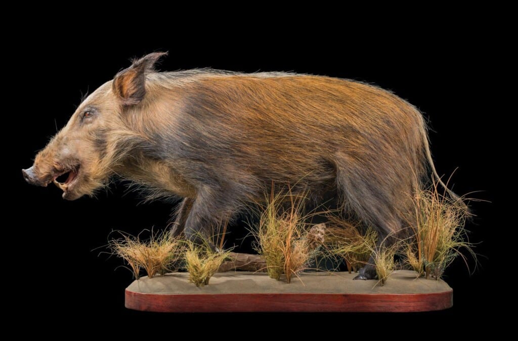 BUSHPIG Taxidermy South Africa - Life-form Taxidermy