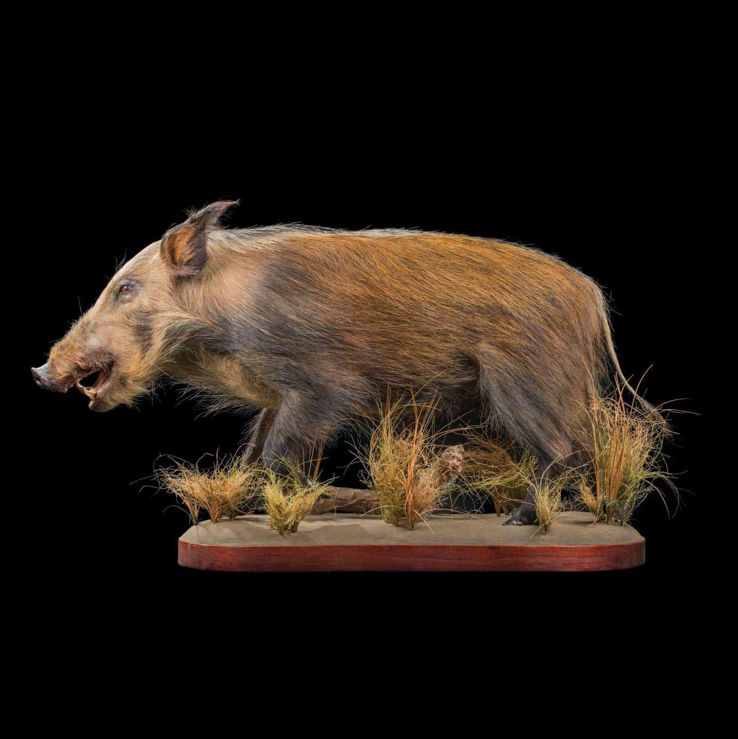 Best BUSHPIG Taxidermy South Africa | BUSHPIG Trophy Quote