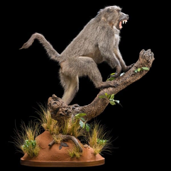 Gallery | View Our Products | Life-Form Taxidermy Collection