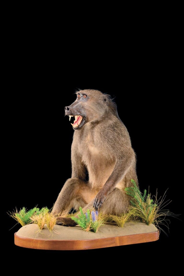 BABOON Taxidermy South Africa | Get BABOON Trophy Quote