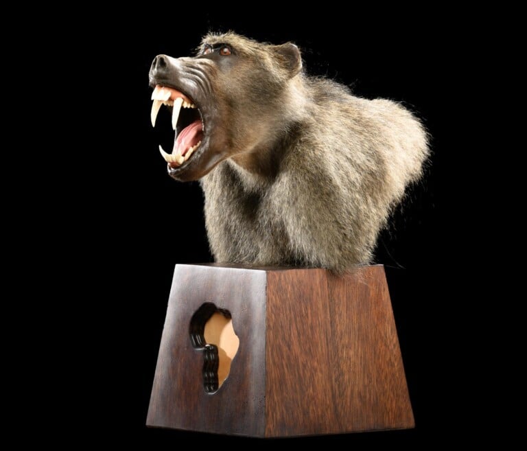 BABOON Taxidermy South Africa | Get BABOON Trophy Quote