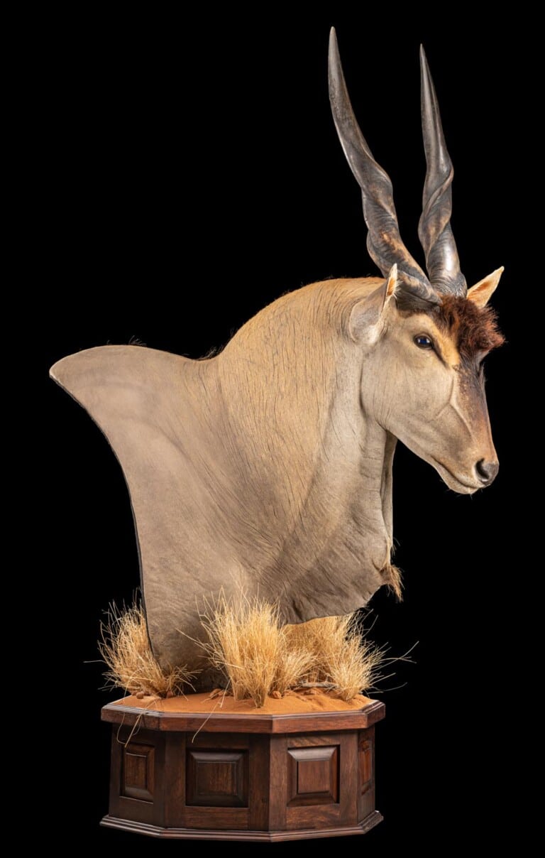 ELAND Taxidermy South Africa | Get ELAND Trophy Quote