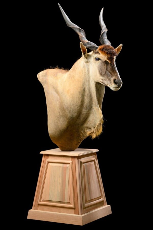 ELAND Taxidermy South Africa | Get ELAND Trophy Quote