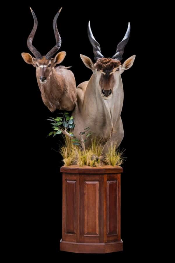 ELAND Taxidermy South Africa | Get ELAND Trophy Quote