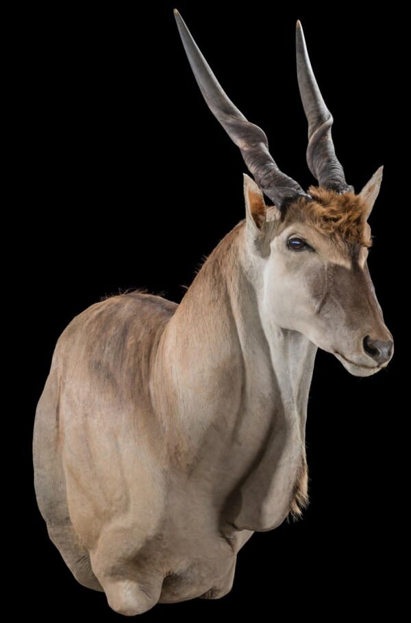 ELAND Taxidermy South Africa | Get ELAND Trophy Quote