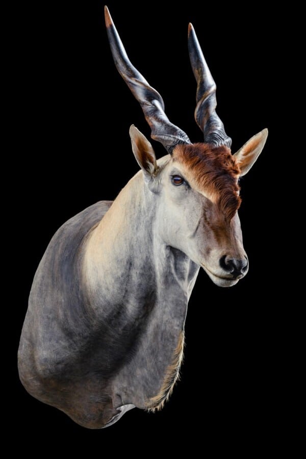 ELAND Taxidermy South Africa | Get ELAND Trophy Quote