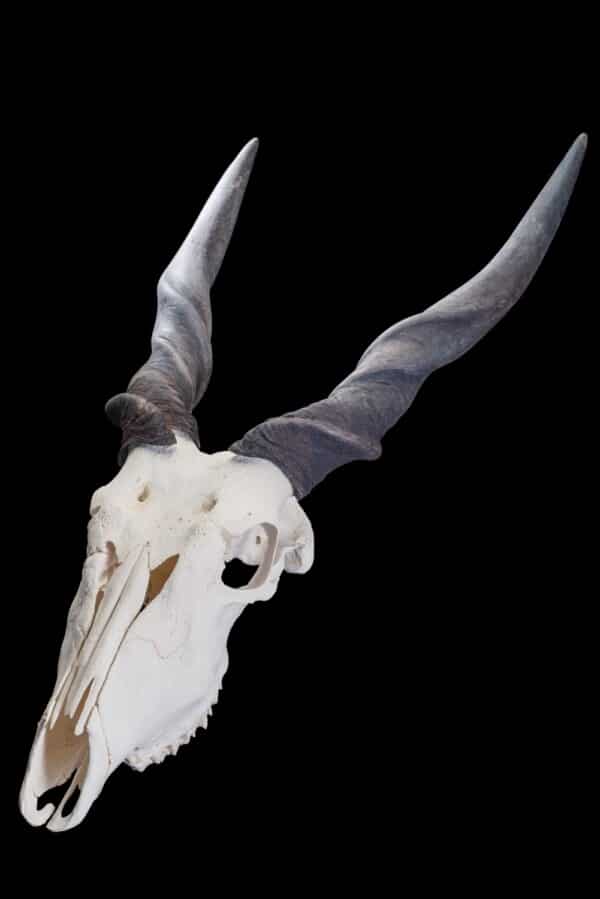 ELAND Taxidermy South Africa | Get ELAND Trophy Quote