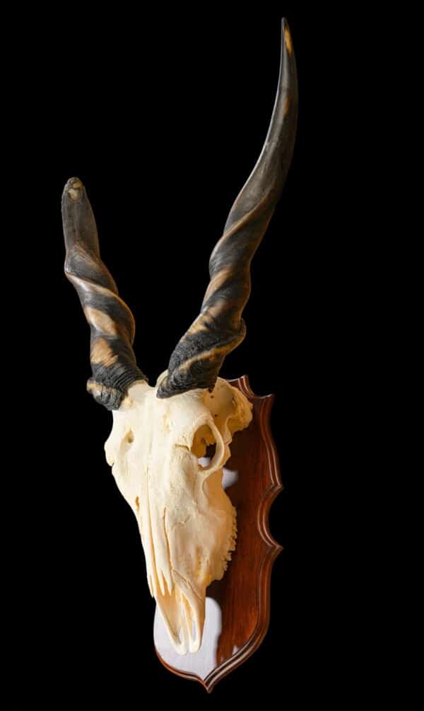 ELAND Taxidermy South Africa | Get ELAND Trophy Quote