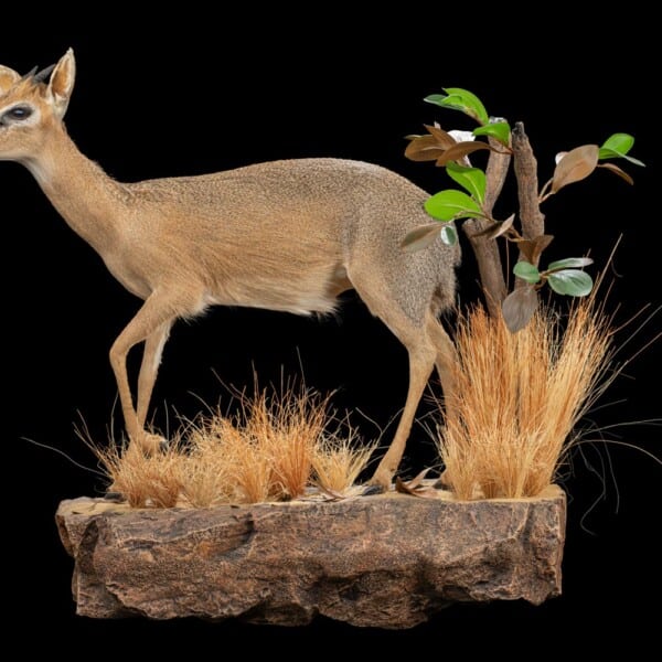 Gallery | View Our Products | Life-Form Taxidermy Collection