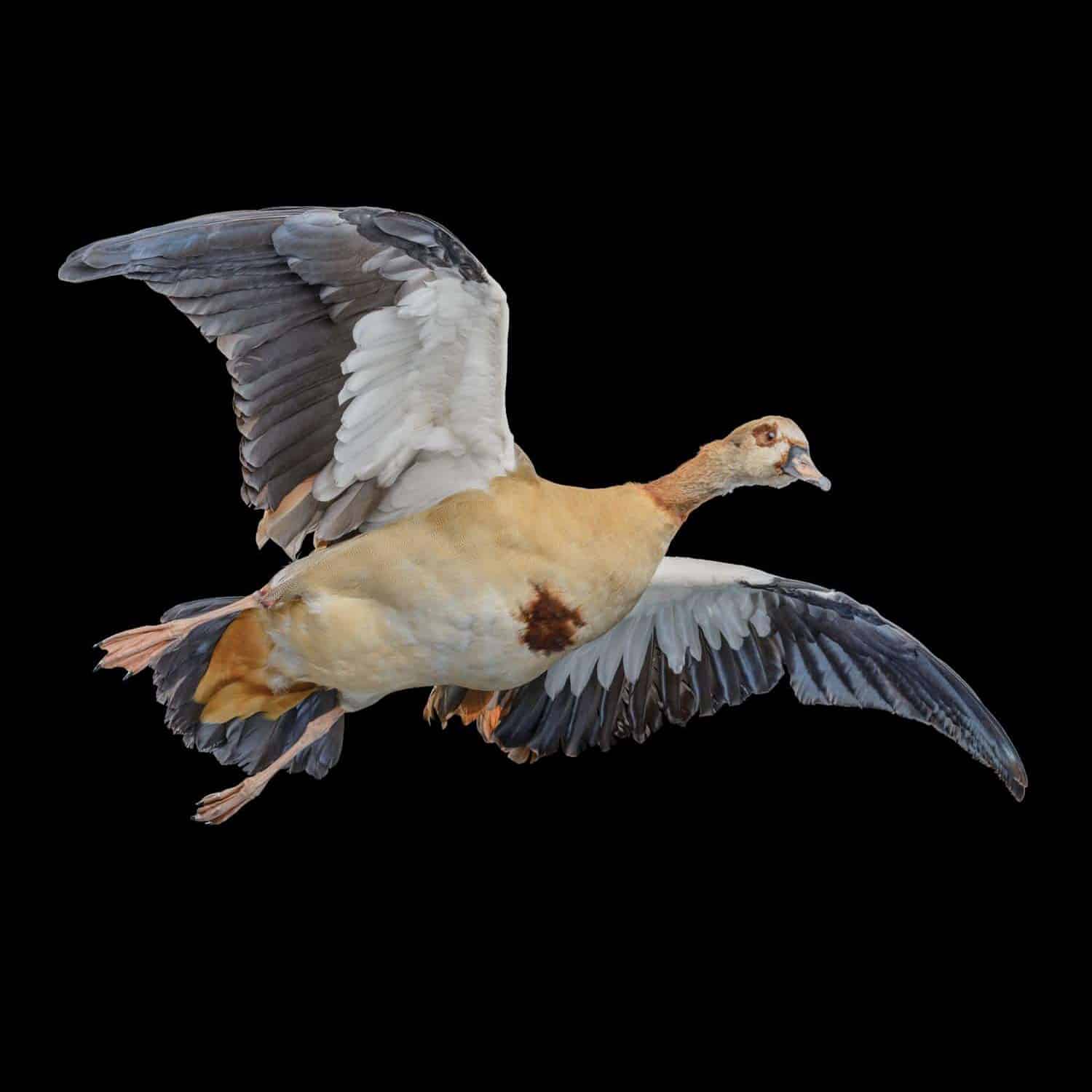 BIRDS Taxidermy South Africa | Get BIRDS Trophy Quote