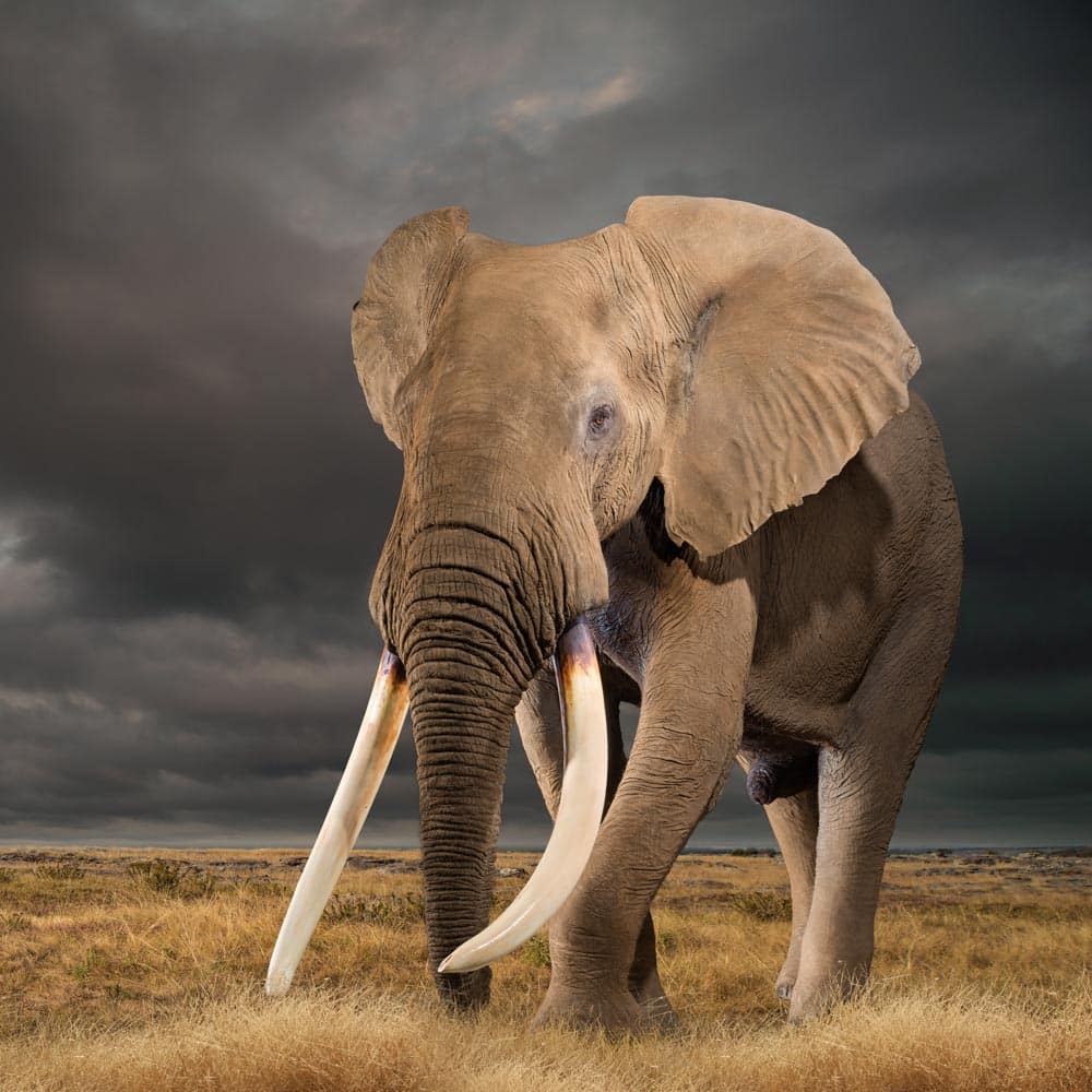 ELEPHANT Taxidermy South Africa | Get ELEPHANT Trophy Quote