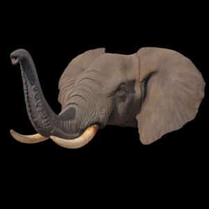 ELEPHANT Taxidermy South Africa | Get ELEPHANT Trophy Quote